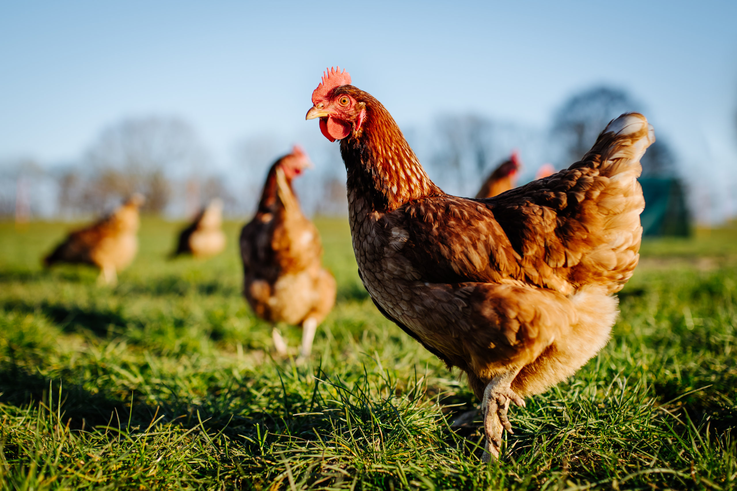 Geldards advise LDC Group on landmark acquisition of Capestone Poultry